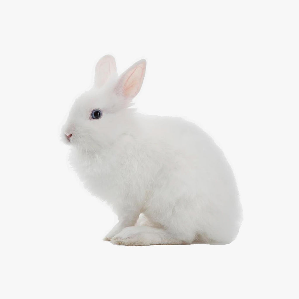 Dummy text for title – 99fy Pets