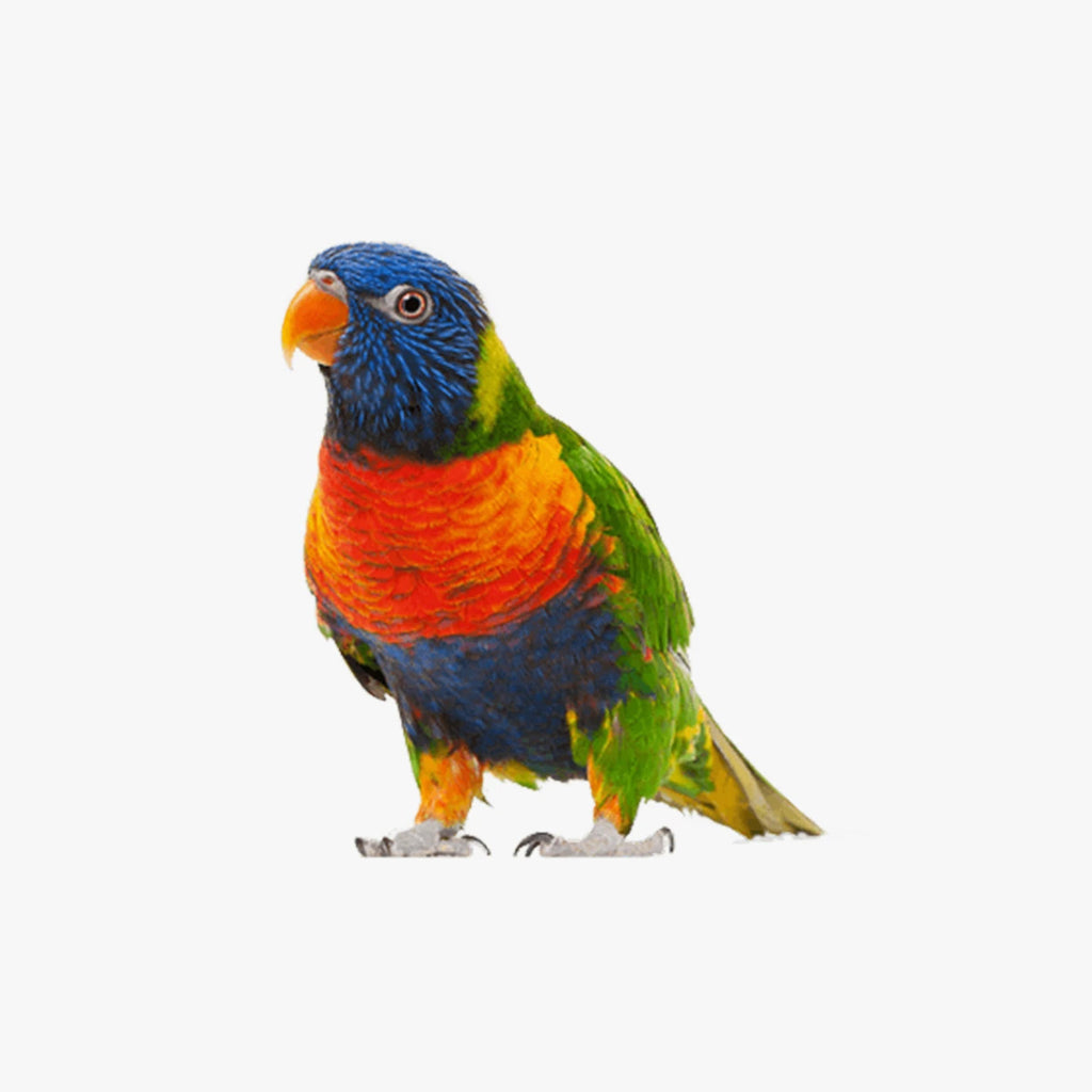 Dummy text for title – 99fy Pets