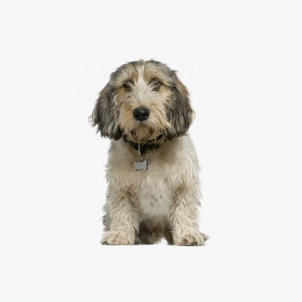 Dummy text for title – 99fy Pets